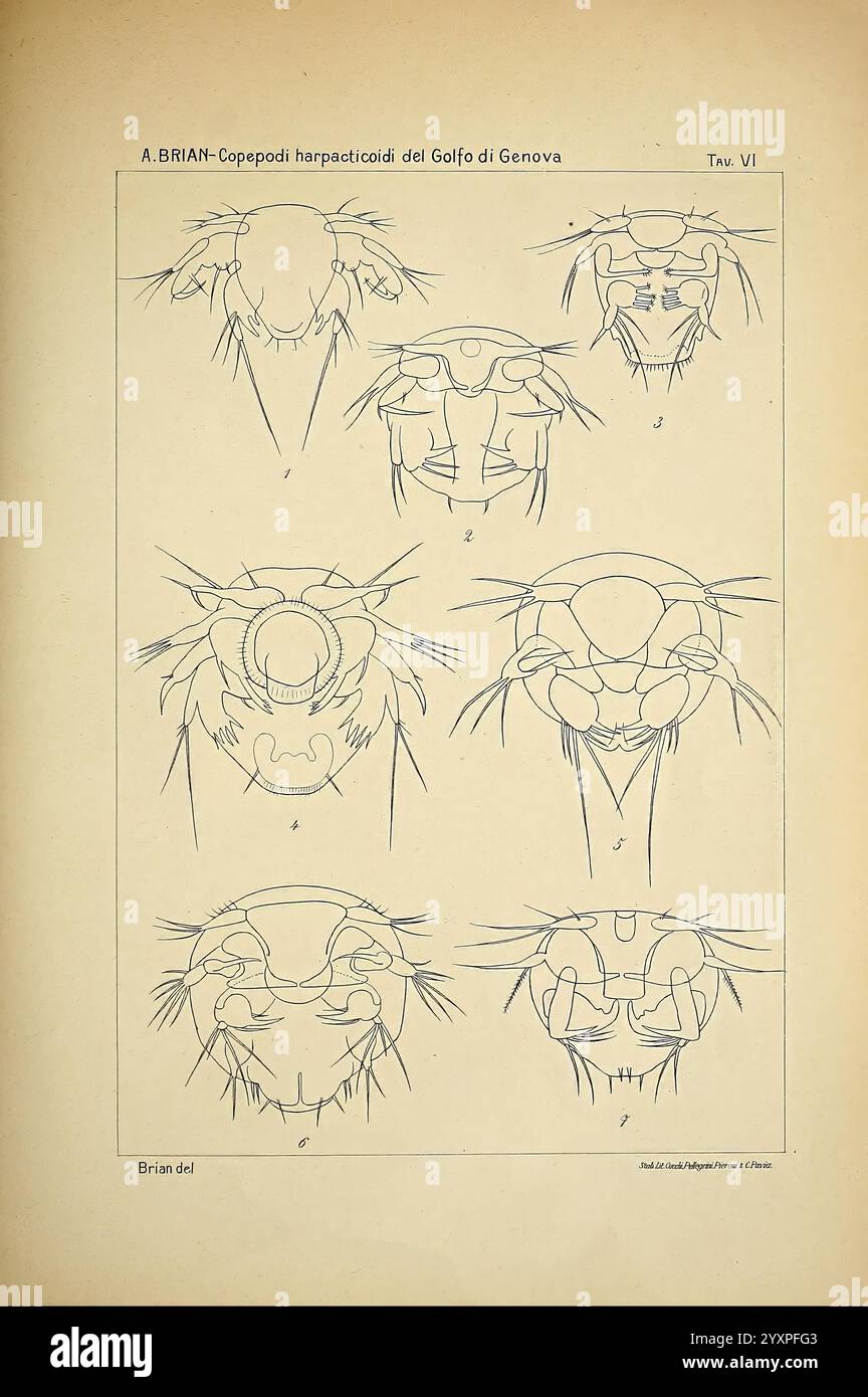 I copepodi harpacticoidi del golfo di Genova, Genova, Istituto ...