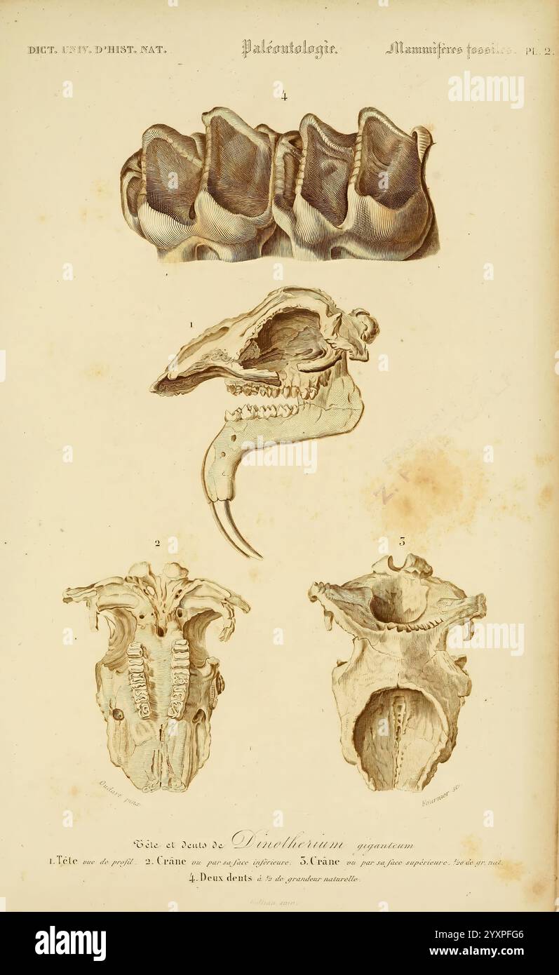 Possible suture lines hi-res stock photography and images - Alamy