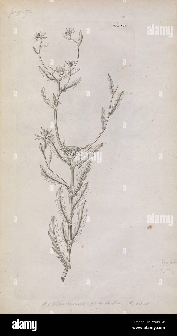 Larger botanical catalog hi-res stock photography and images - Alamy
