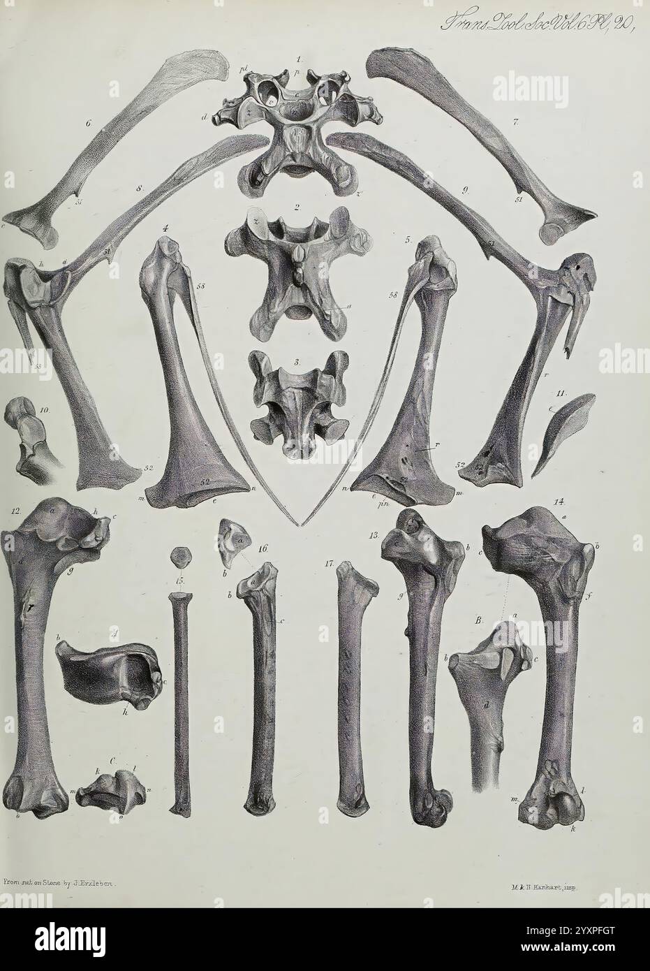 Understanding skeletal form hi-res stock photography and images - Alamy