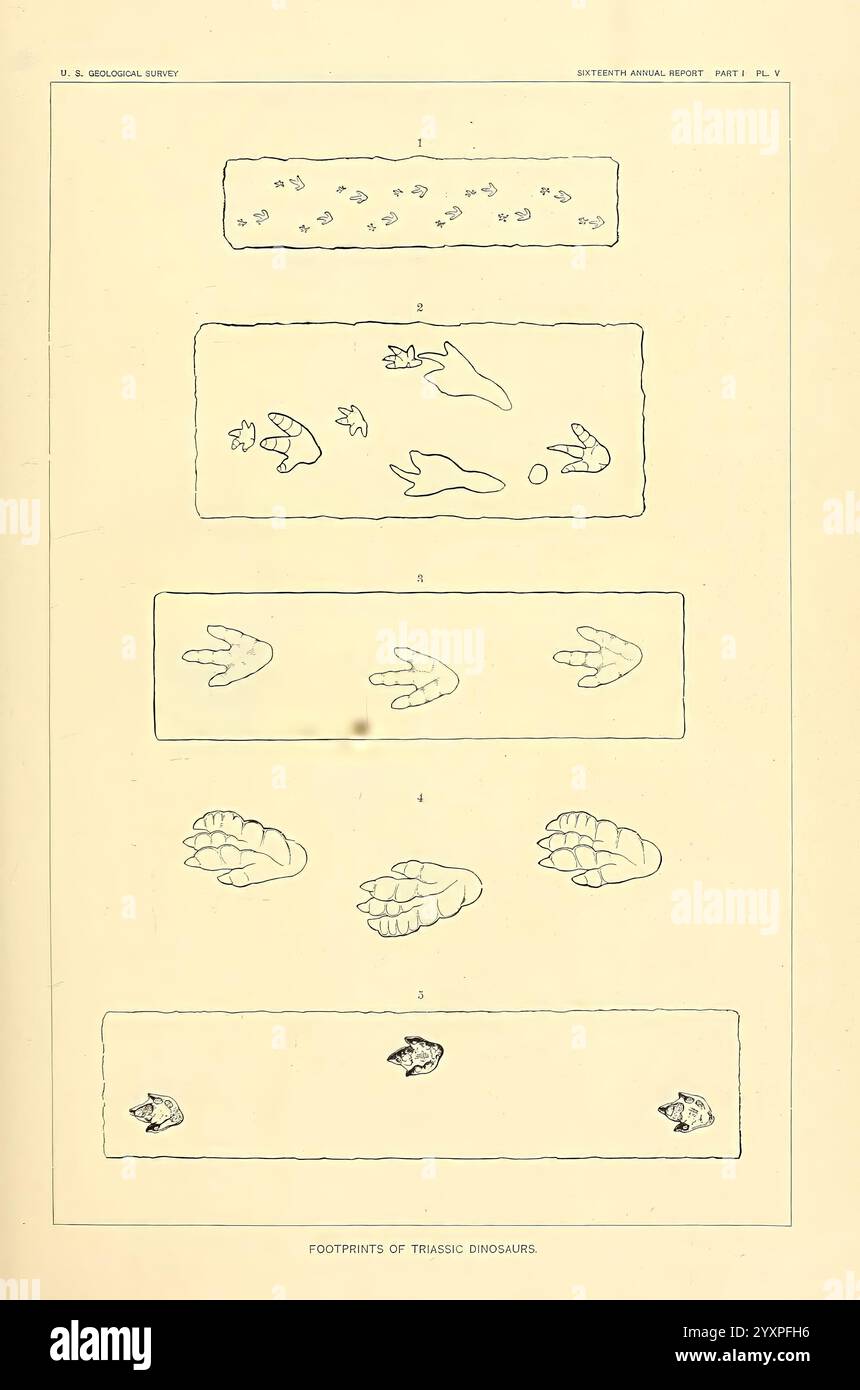 The dinosaurs of North America, Washington, Govt. Print, 1896 ...