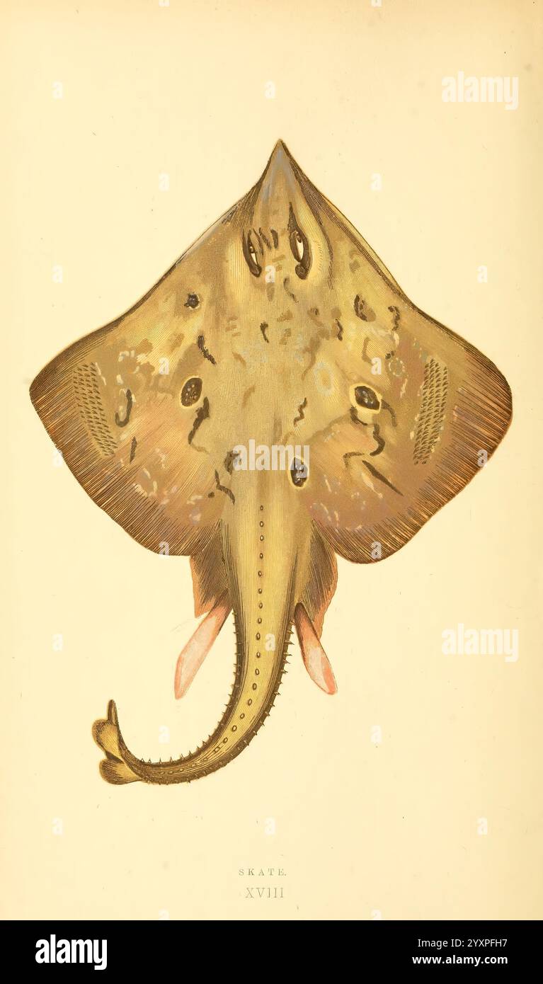 Stingrays features hi-res stock photography and images - Alamy