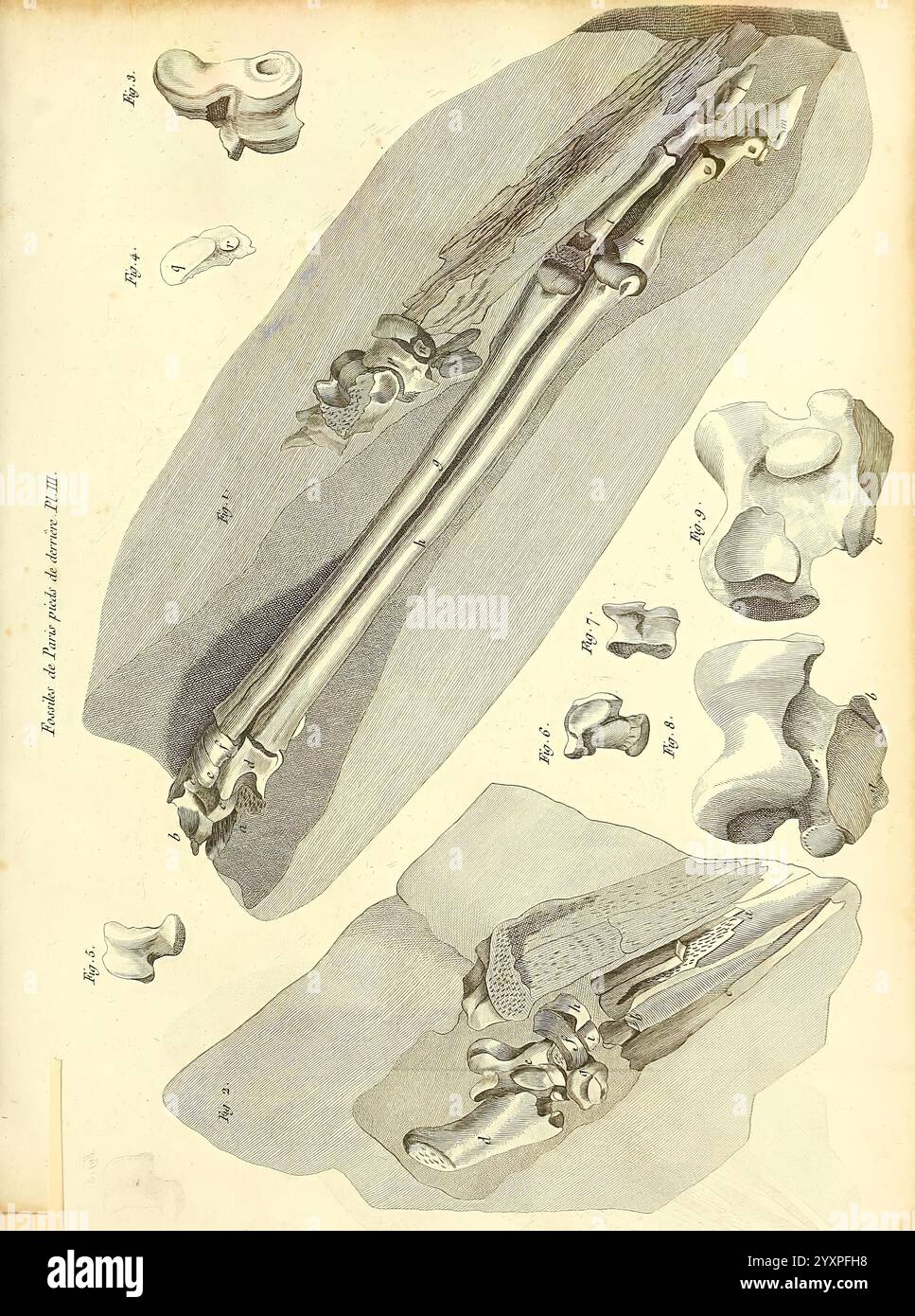 Humerus fossil hi-res stock photography and images - Alamy