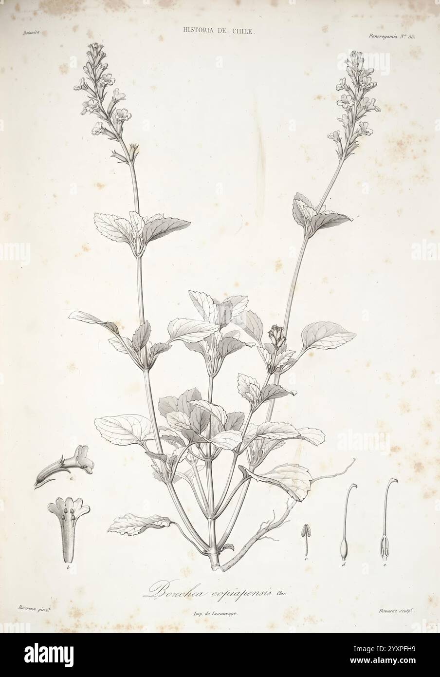 Historia fisica y politica de Chile Segun documentos adquiridos en esta ...