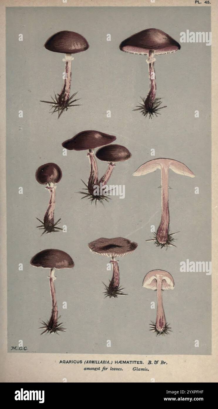 Agaricus haematites hi-res stock photography and images - Alamy