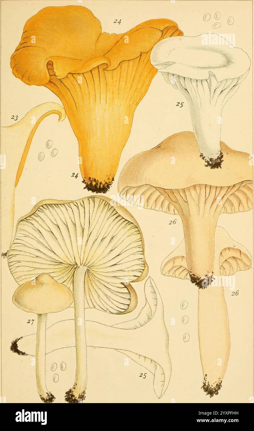 Left mushroom displays hi-res stock photography and images - Alamy