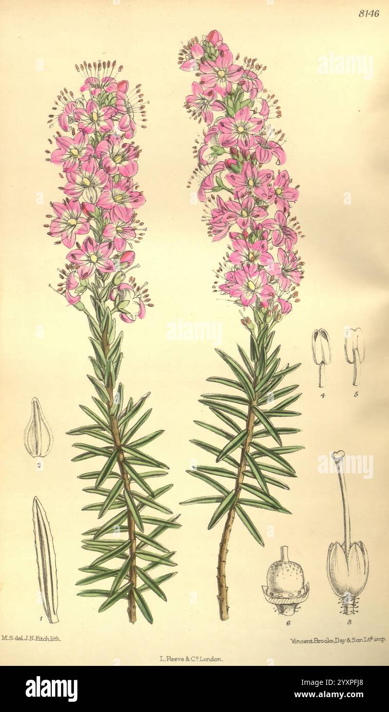 Curtis's Botanical Magazine, London, New York, botany, periodicals ...