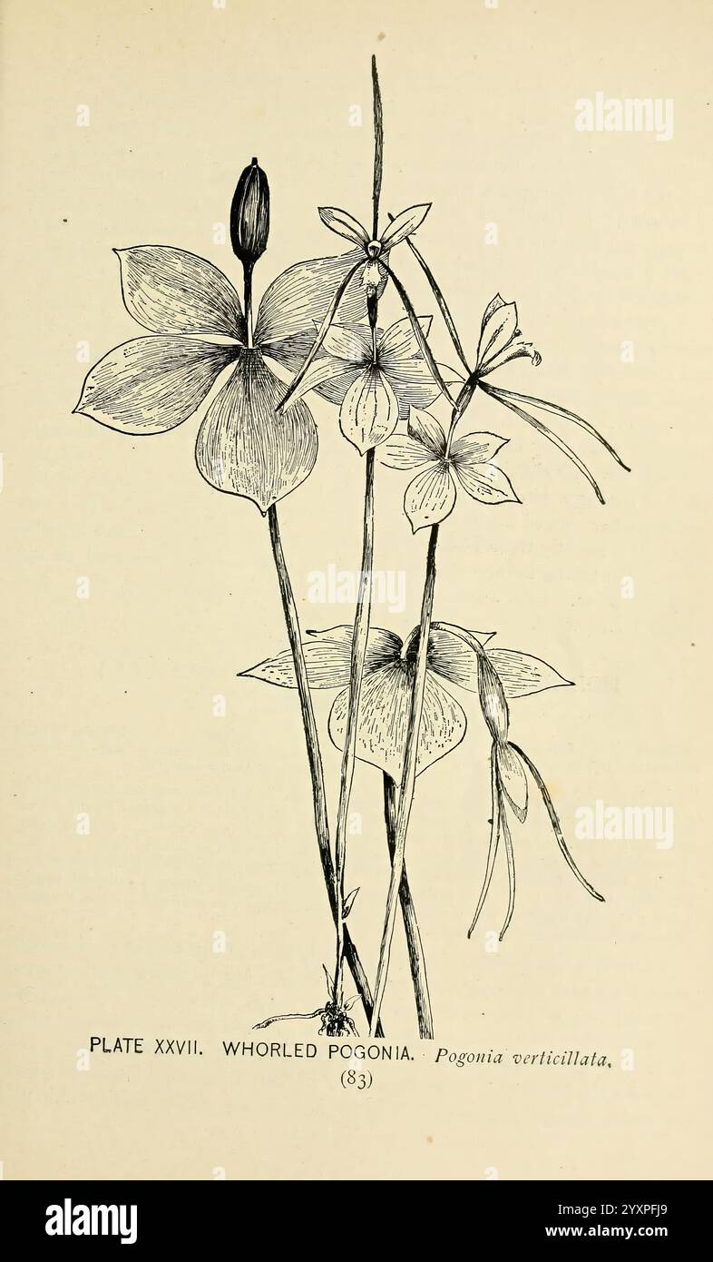 Science marian ellis rowan ellis rowan marian ellis ryan rowan hi-res ...