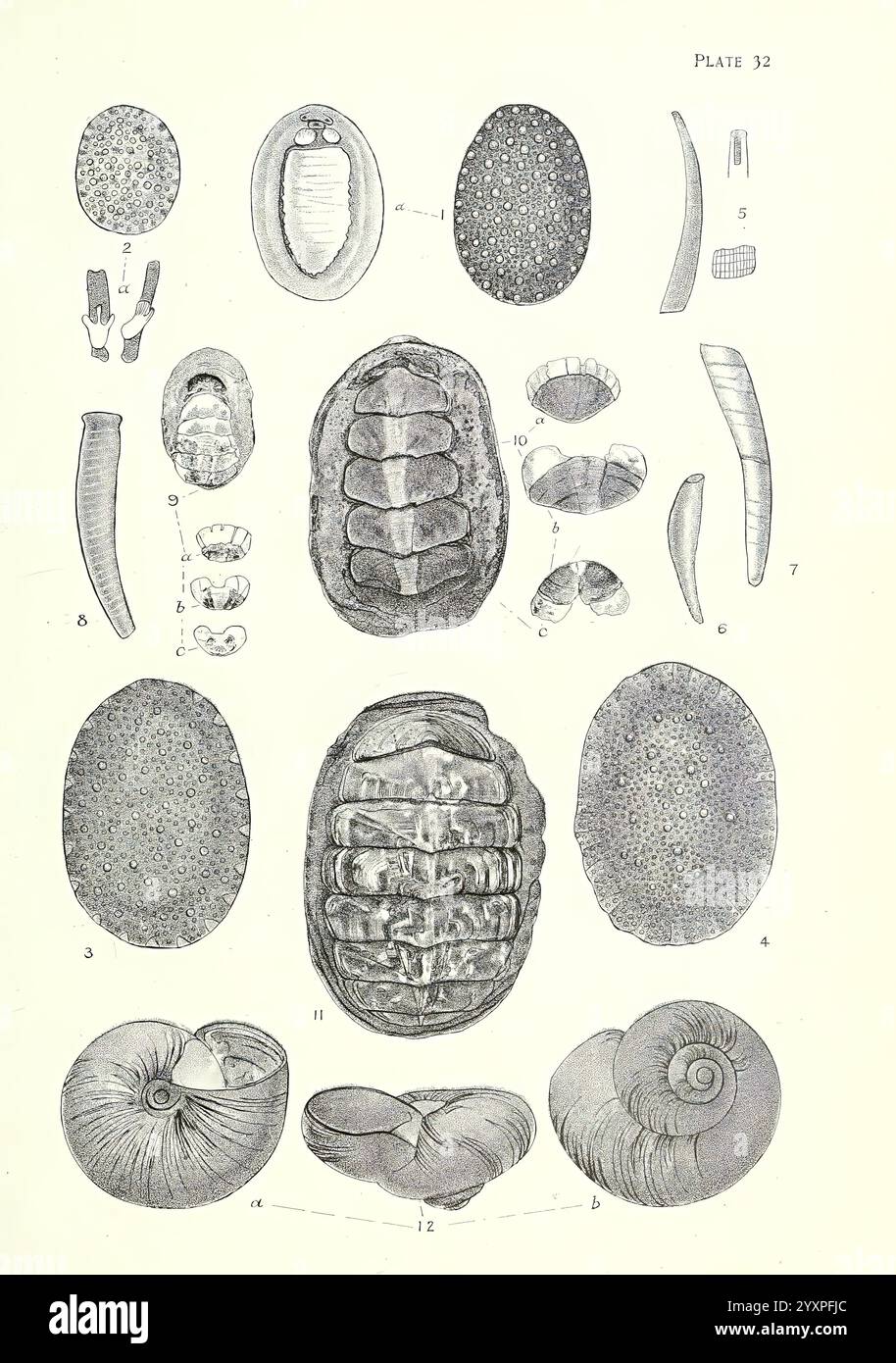 Paryphanta lignaria hi-res stock photography and images - Alamy