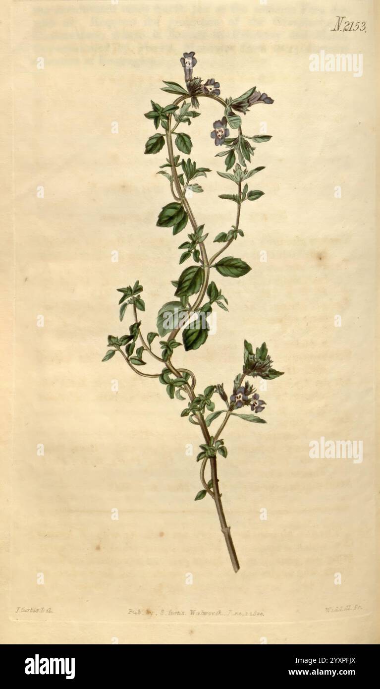 Family lamiaceae acinos hi-res stock photography and images - Alamy