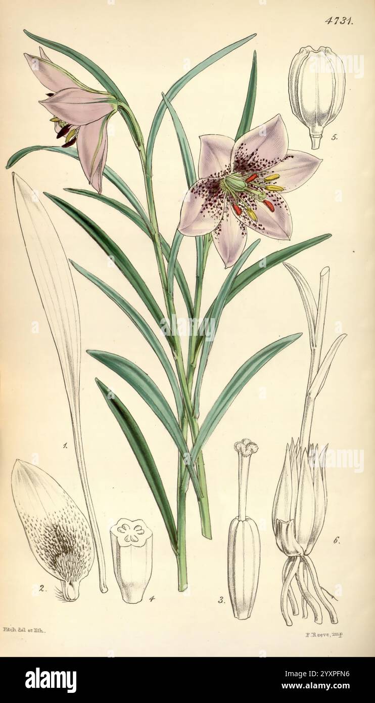 Curtis's Botanical Magazine, London, New York, botanical illustration ...
