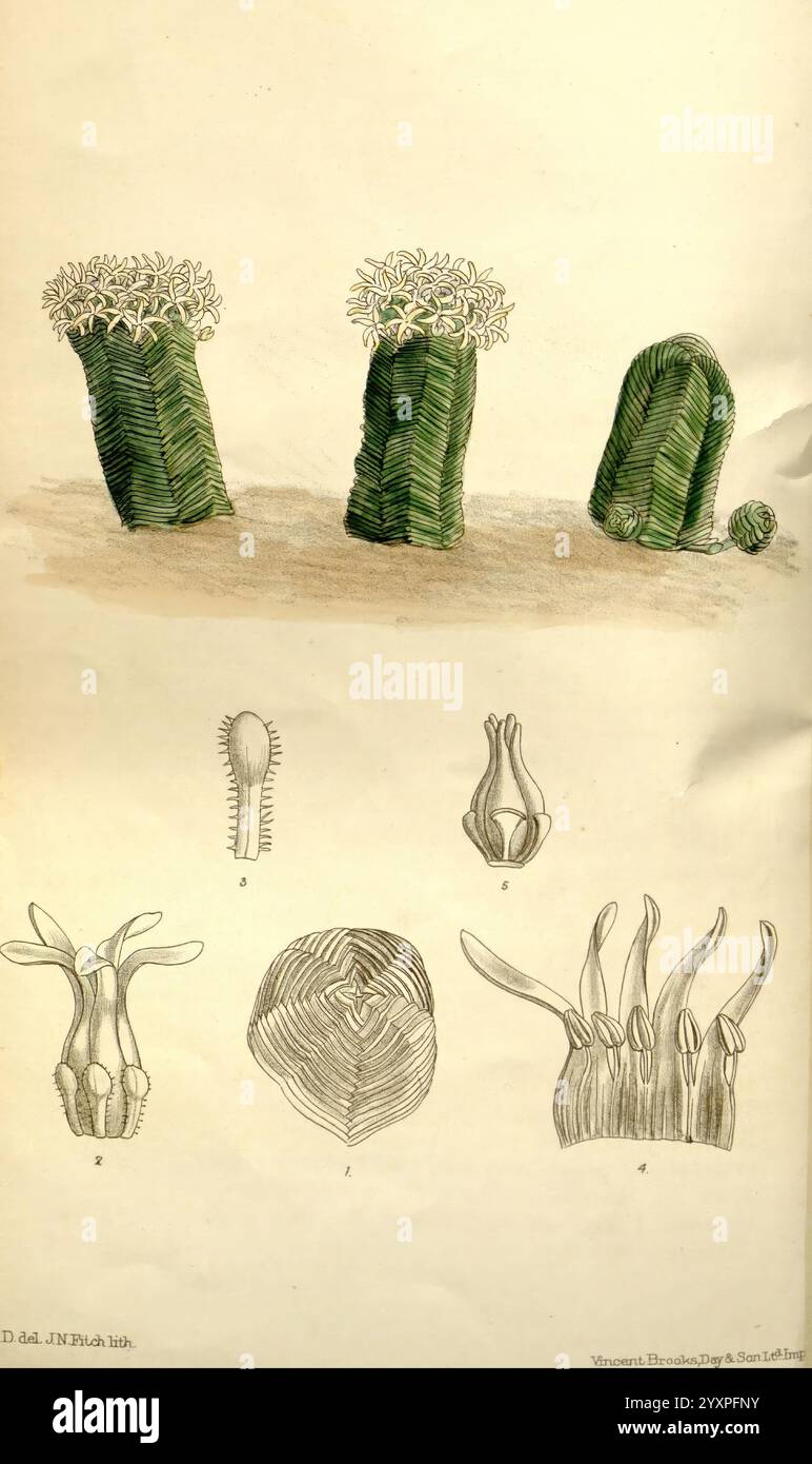 Stylized botanical representations hi-res stock photography and images ...