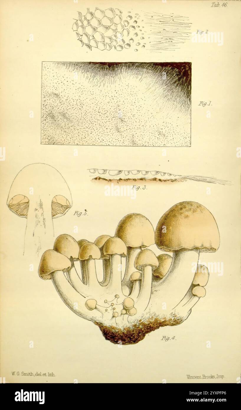 Multiple smaller mushrooms hi-res stock photography and images - Alamy Multiple smaller mushrooms hi-res stock photography and images - Alamy