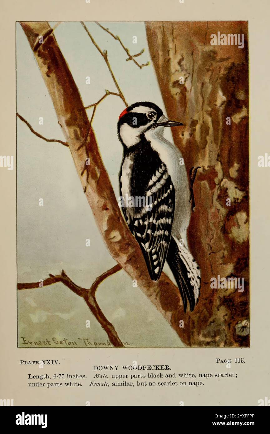 Bird-life, a guide to the study of our common birds, New York, Appleton ...