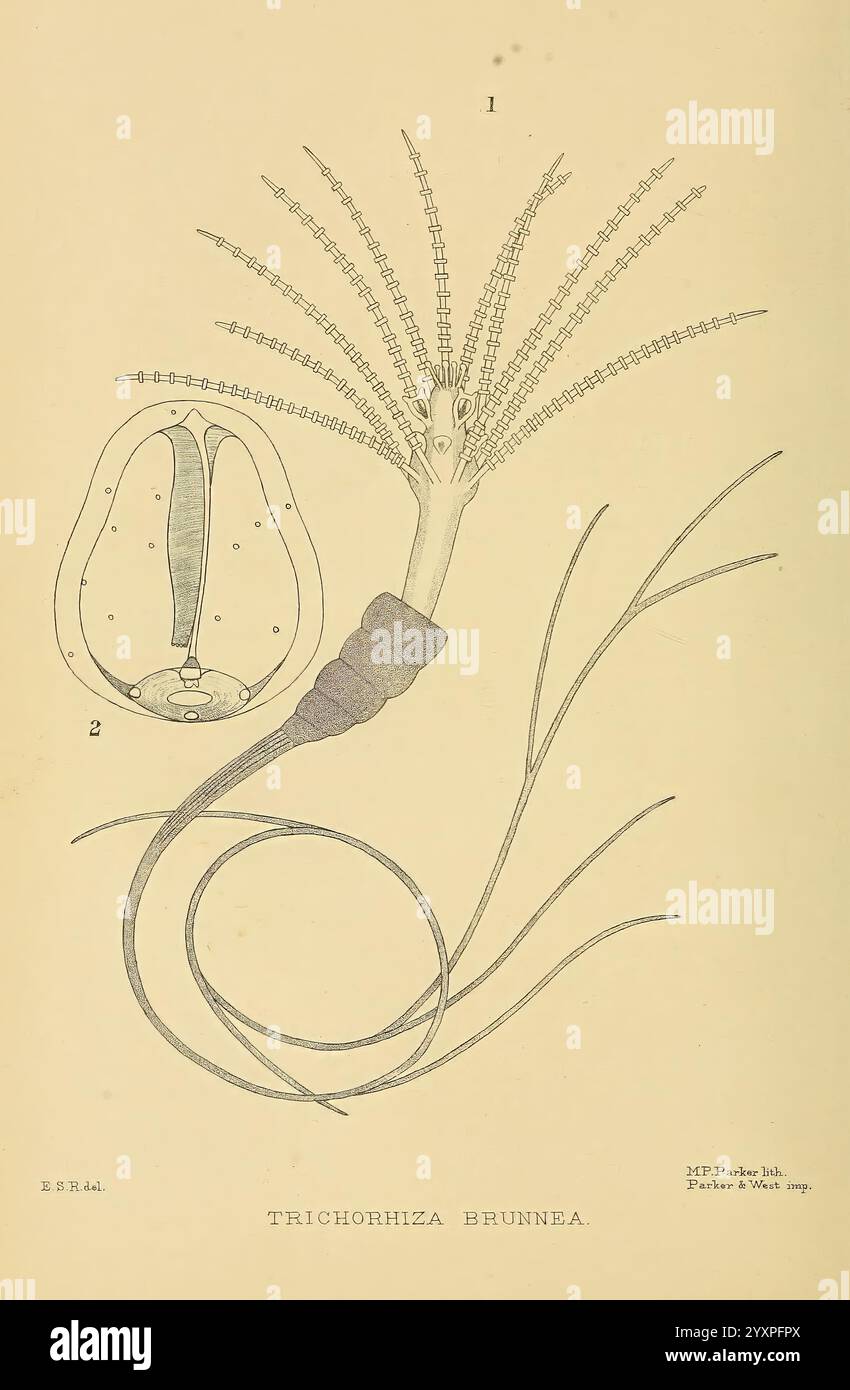 Feathery appendages resembling hi-res stock photography and images - Alamy