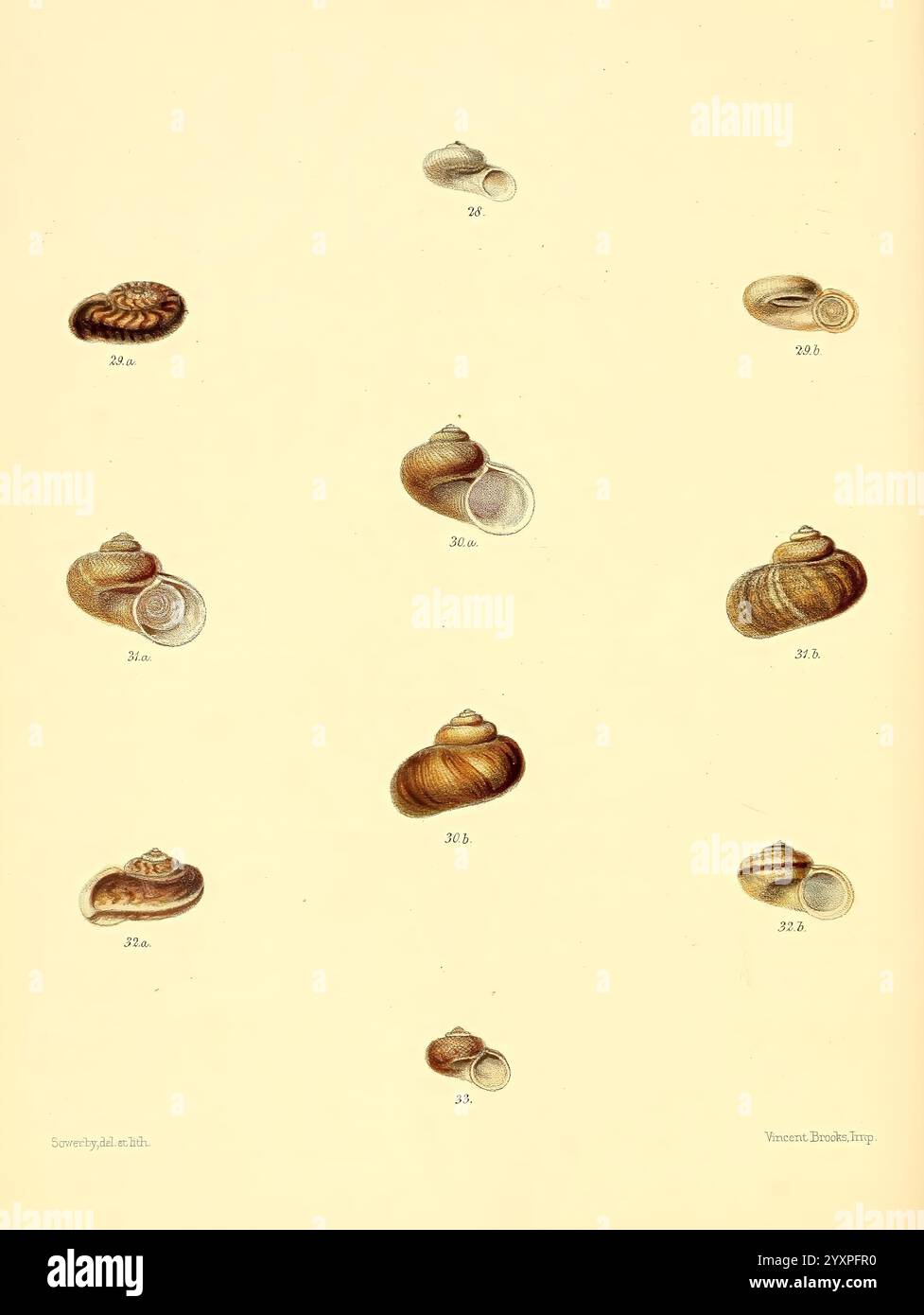 Detailed study of various types of seashells hi-res stock photography ...