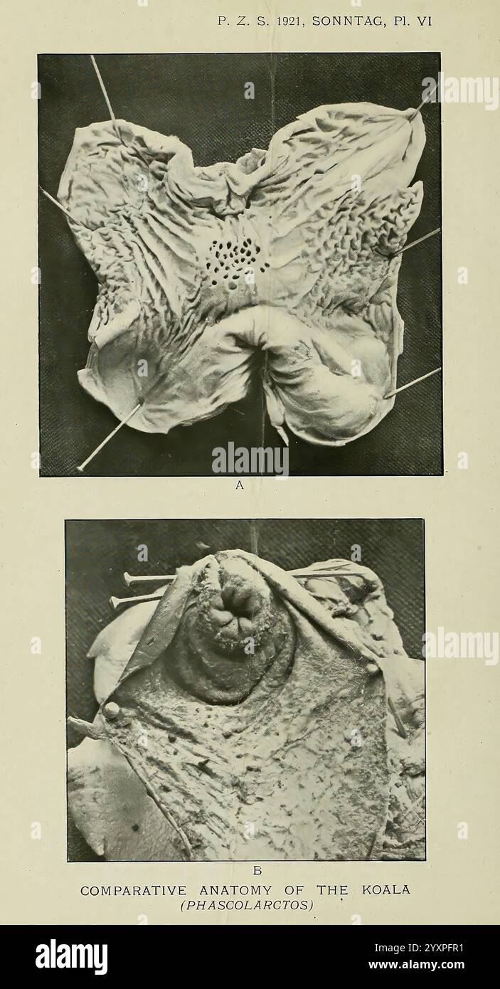Koalas internal structure hi-res stock photography and images - Alamy