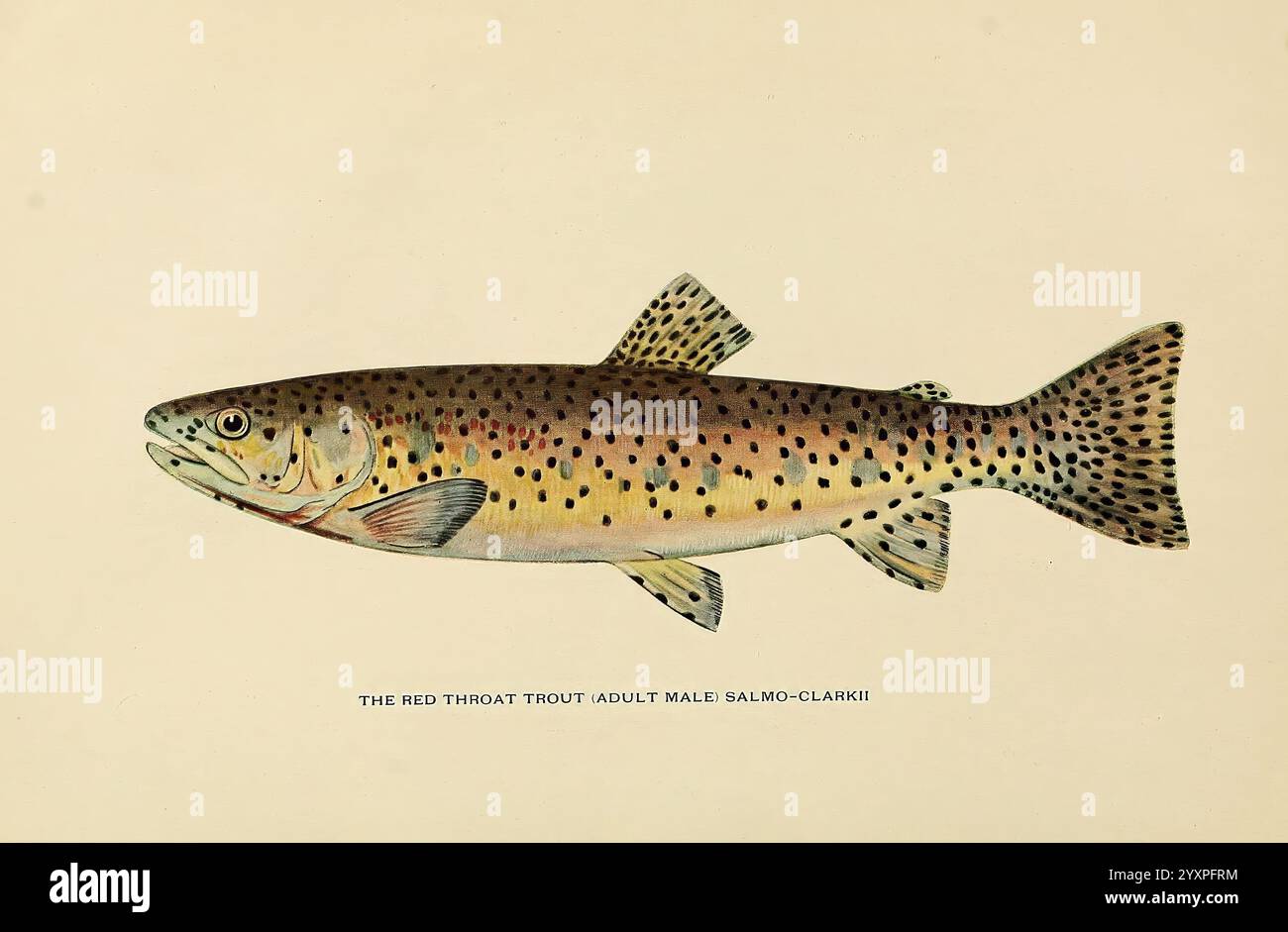 Old catalog oncorhynchus clarkii hi-res stock photography and images ...
