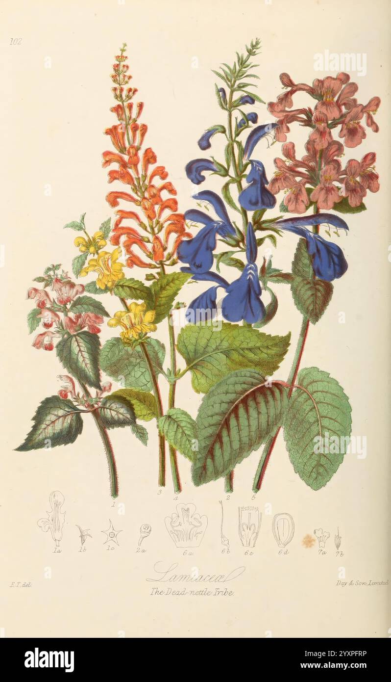 Illustrations of the natural orders of plants with groups and ...