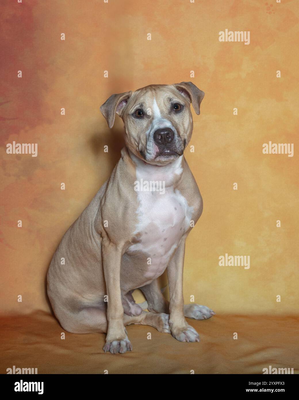 Tan pitbull dog posing by a fall themed backdrop for a portrait Stock ...