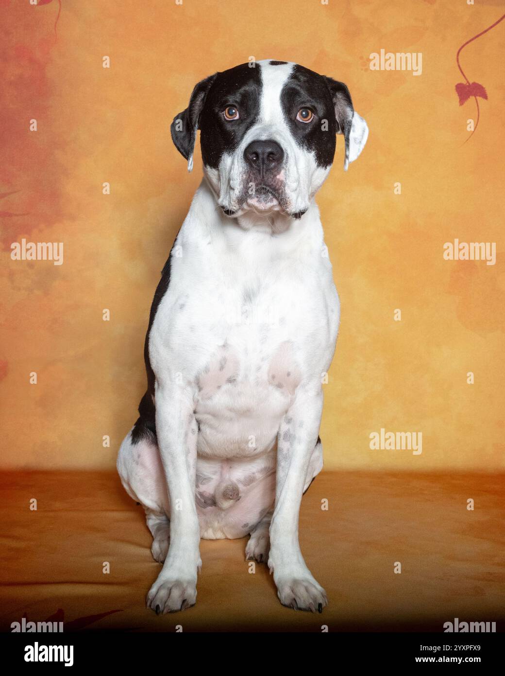 Pitbull dog posing on a fall colored backdrop for a portrait Stock ...
