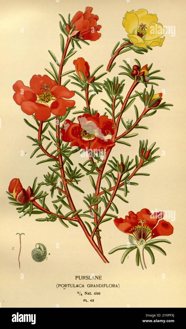 Favourite flowers of garden and greenhouse, London and New York ...