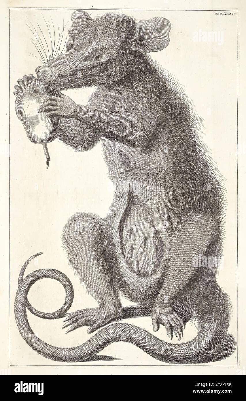 Imaginative beast combines elements hi-res stock photography and images ...