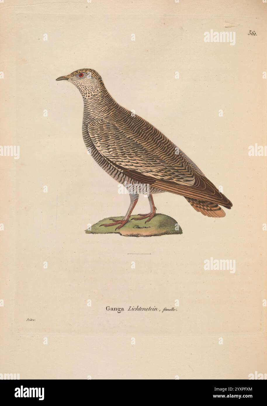 Balanced comp hi-res stock photography and images - Alamy