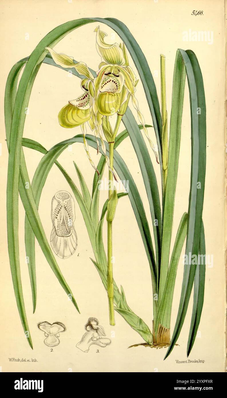 Curtis's Botanical Magazine, London, New York, botany, periodicals ...