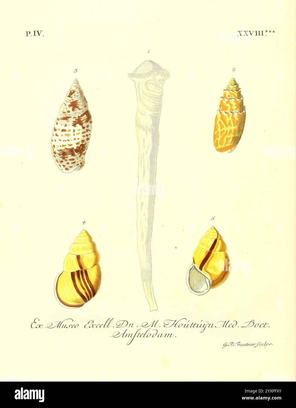 Narrow shell stands hi-res stock photography and images - Alamy