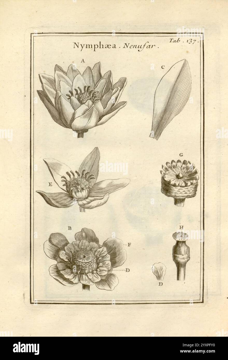 Full flower labeled hi-res stock photography and images - Alamy