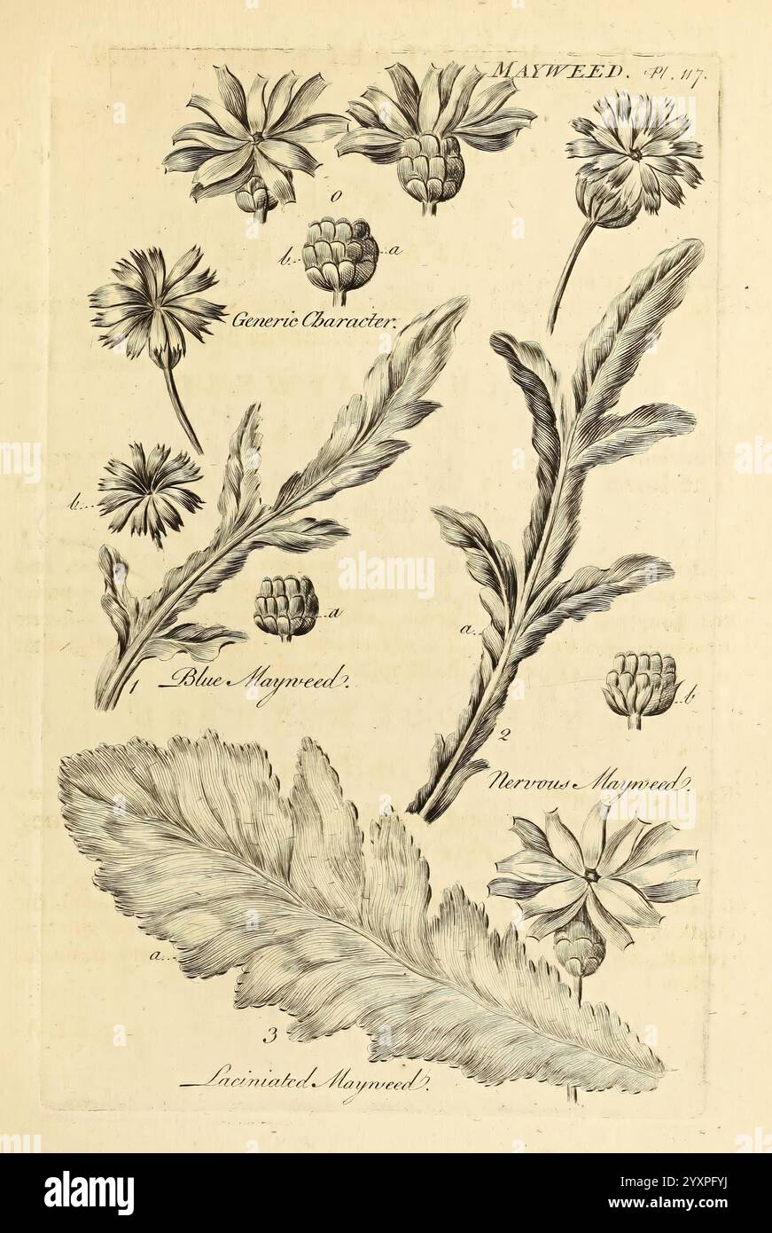 Multiple detailed depictions of flowers hi-res stock photography and ...