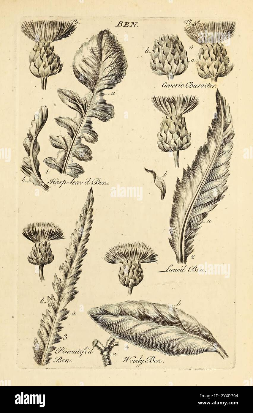 Illustration features various botanical specimens labeled hi-res stock ...