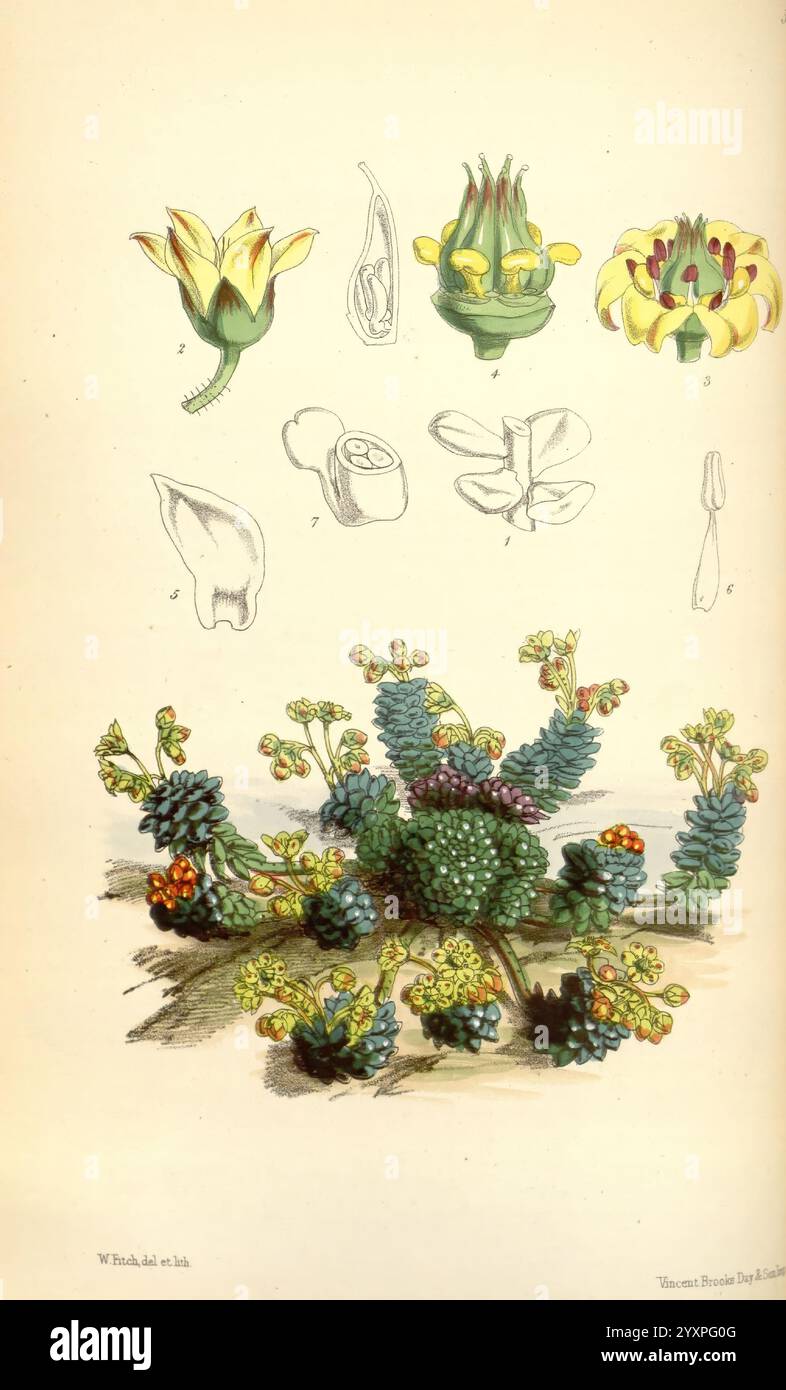 Showcasing detailed petal forms hi-res stock photography and images - Alamy