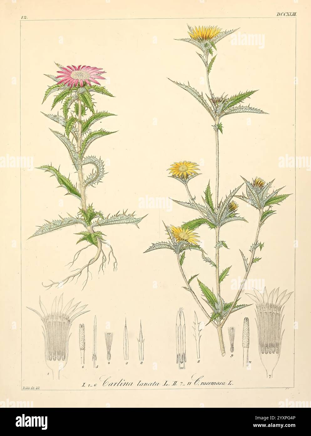 Carlin thistles hi-res stock photography and images - Alamy