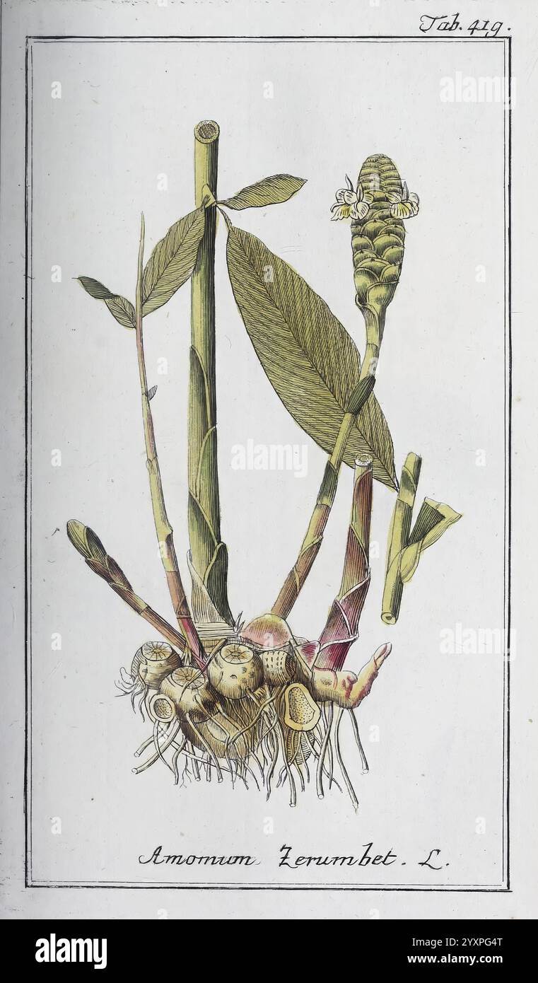 Main rhizome hi-res stock photography and images - Alamy