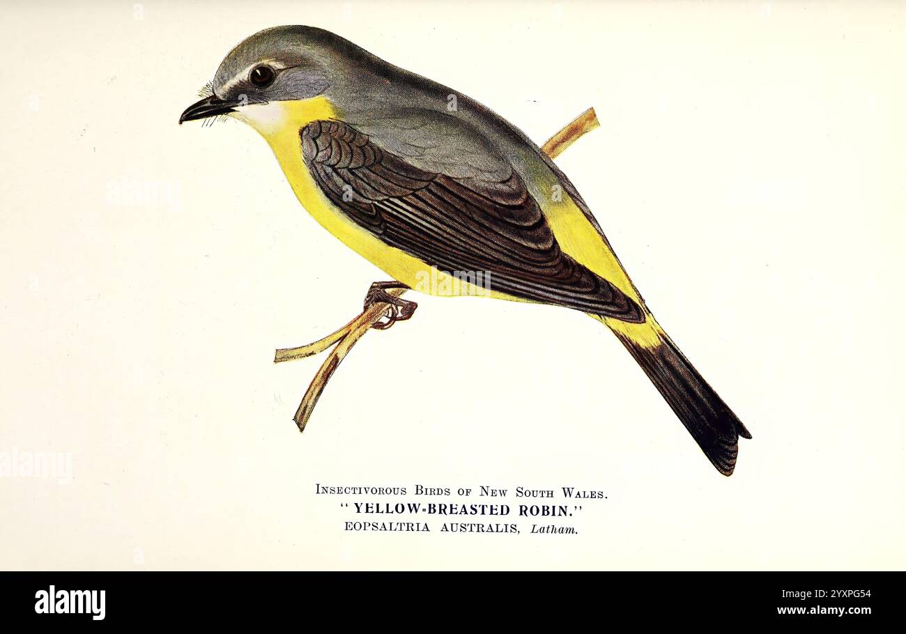 Printer 1921 australia beneficial birds hi-res stock photography and ...