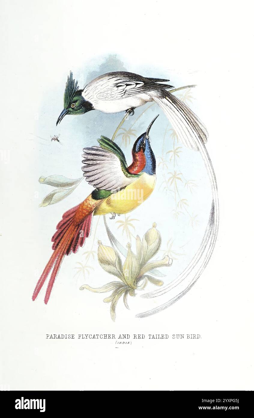 Red tailed sunbird exhibits hi-res stock photography and images - Alamy