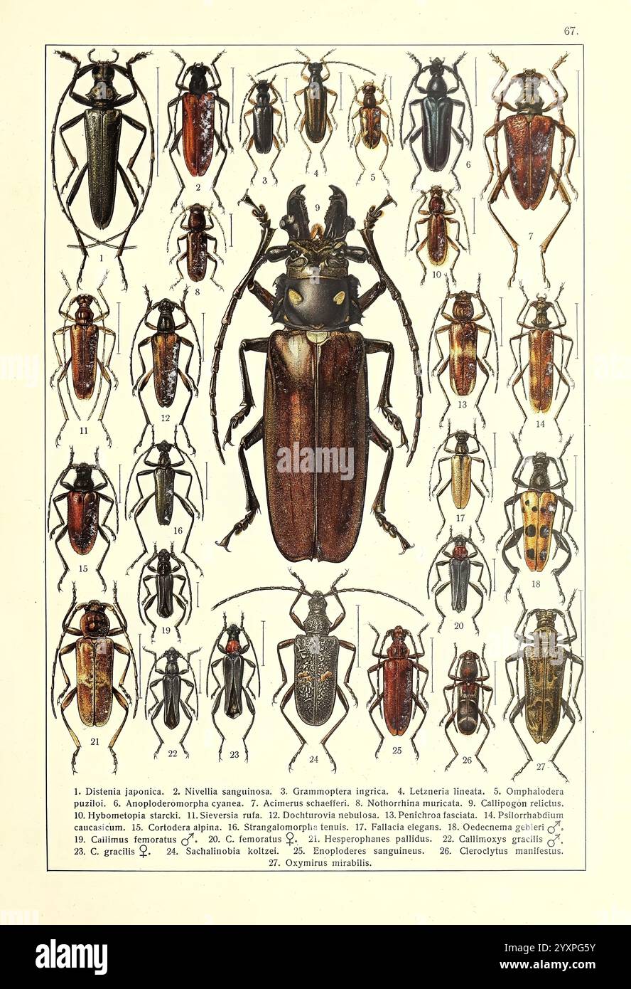 Labeled beetle species hi-res stock photography and images - Alamy