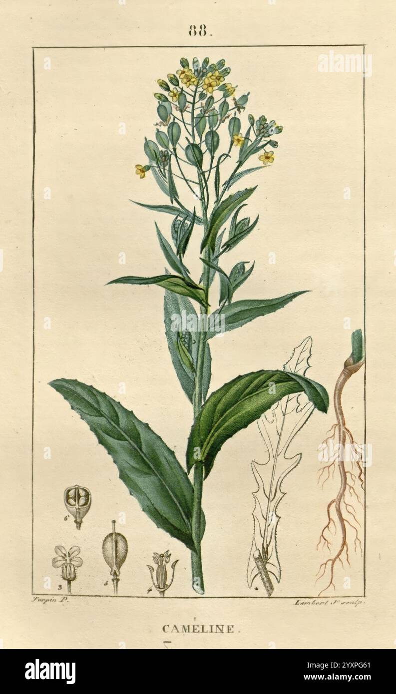 Labeled diagrammatic representations hi-res stock photography and ...