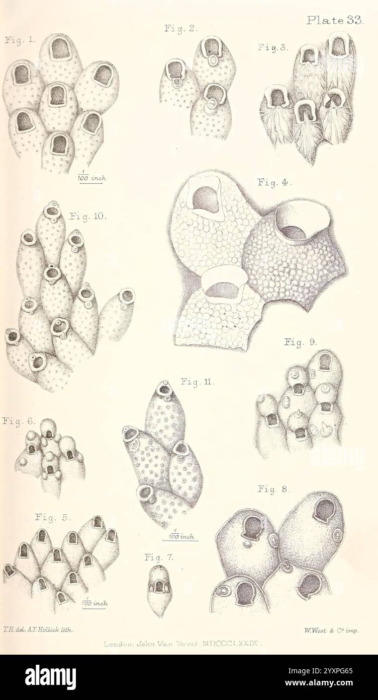 A history of the British marine Polyzoa, London, J. Van Voorst, 1880 ...