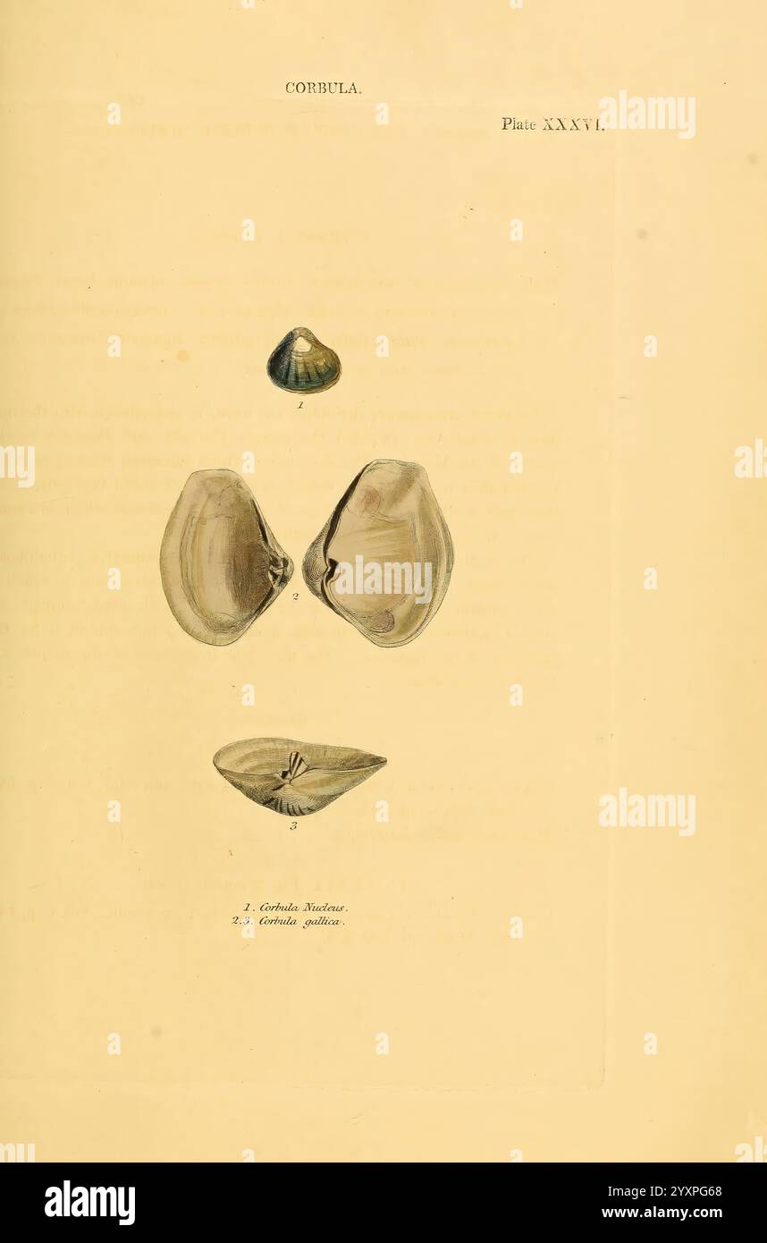 Conchologia systematica, or Complete system of conchology London ...