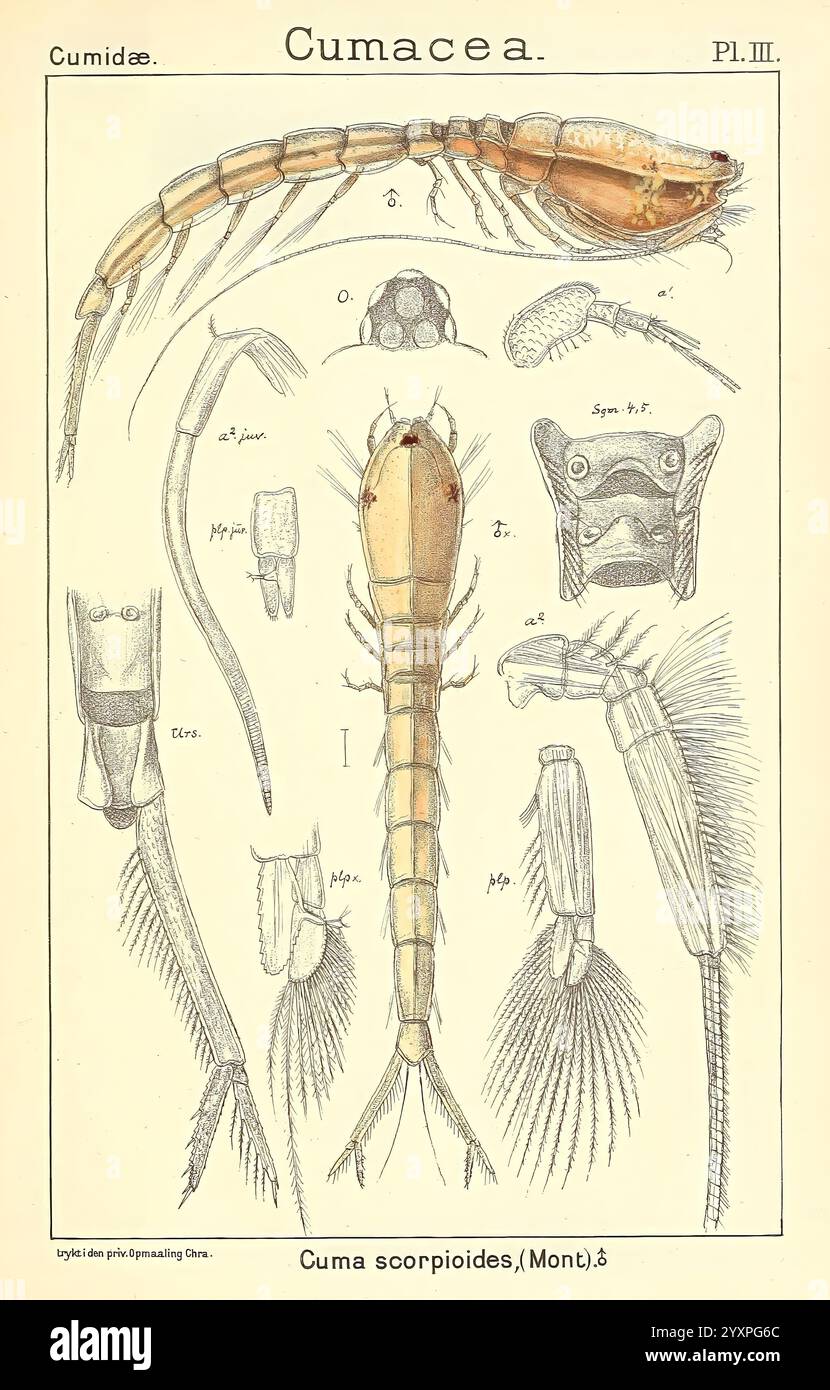 Cumacea species hi-res stock photography and images - Alamy