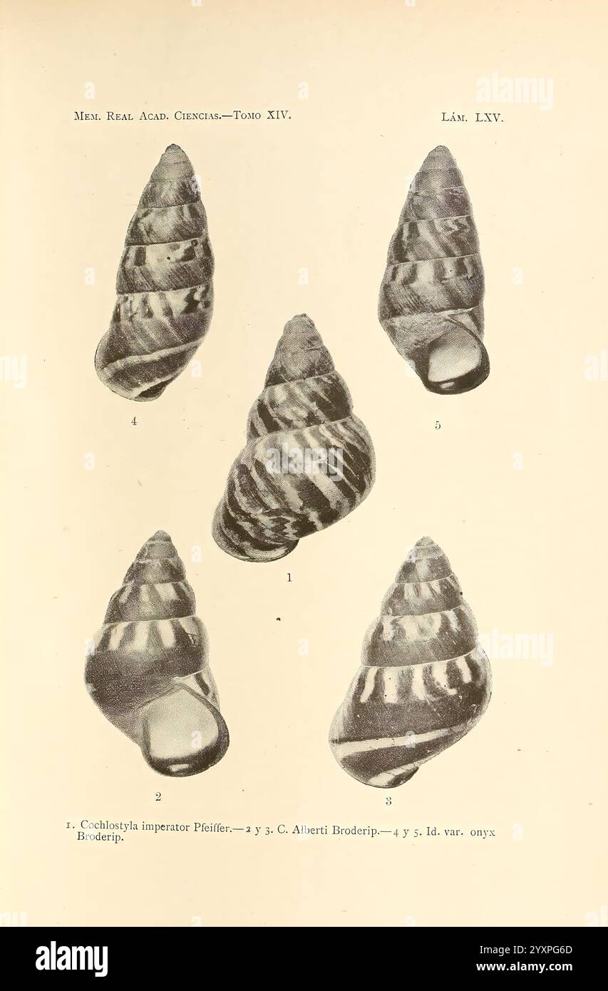 Prominent spiral shape hi-res stock photography and images - Alamy