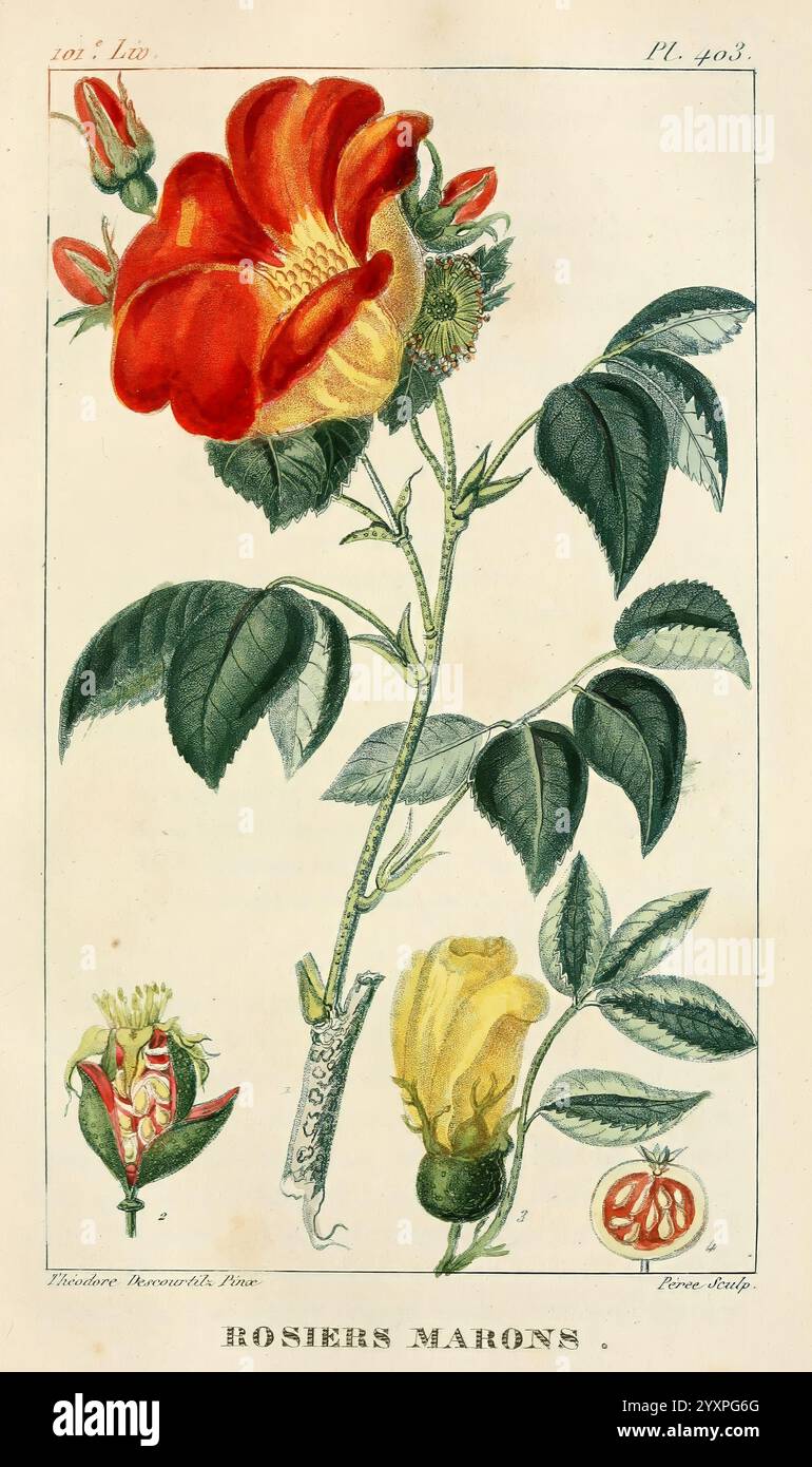Flore pittoresque et médicale des Antilles, Paris Pichard, 1821-1829 ...