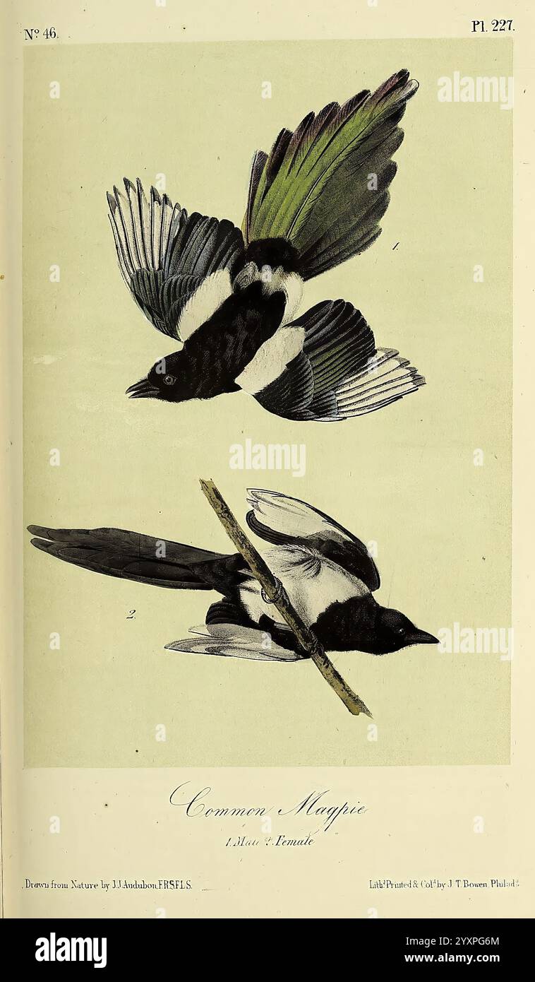 The birds of America New York, G.R. Lockwood, 1871, c1839, birds, North ...