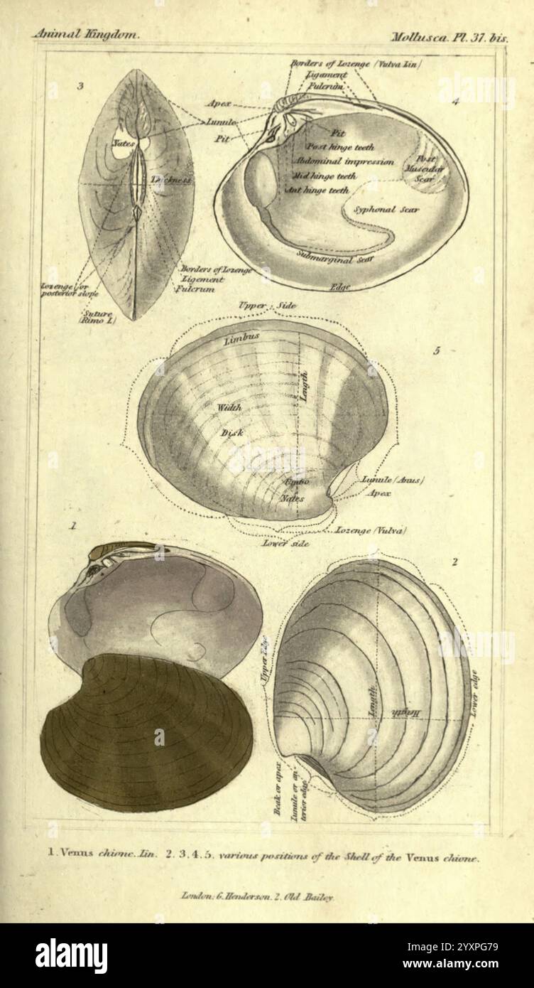 Muscle attachment points hi-res stock photography and images - Alamy