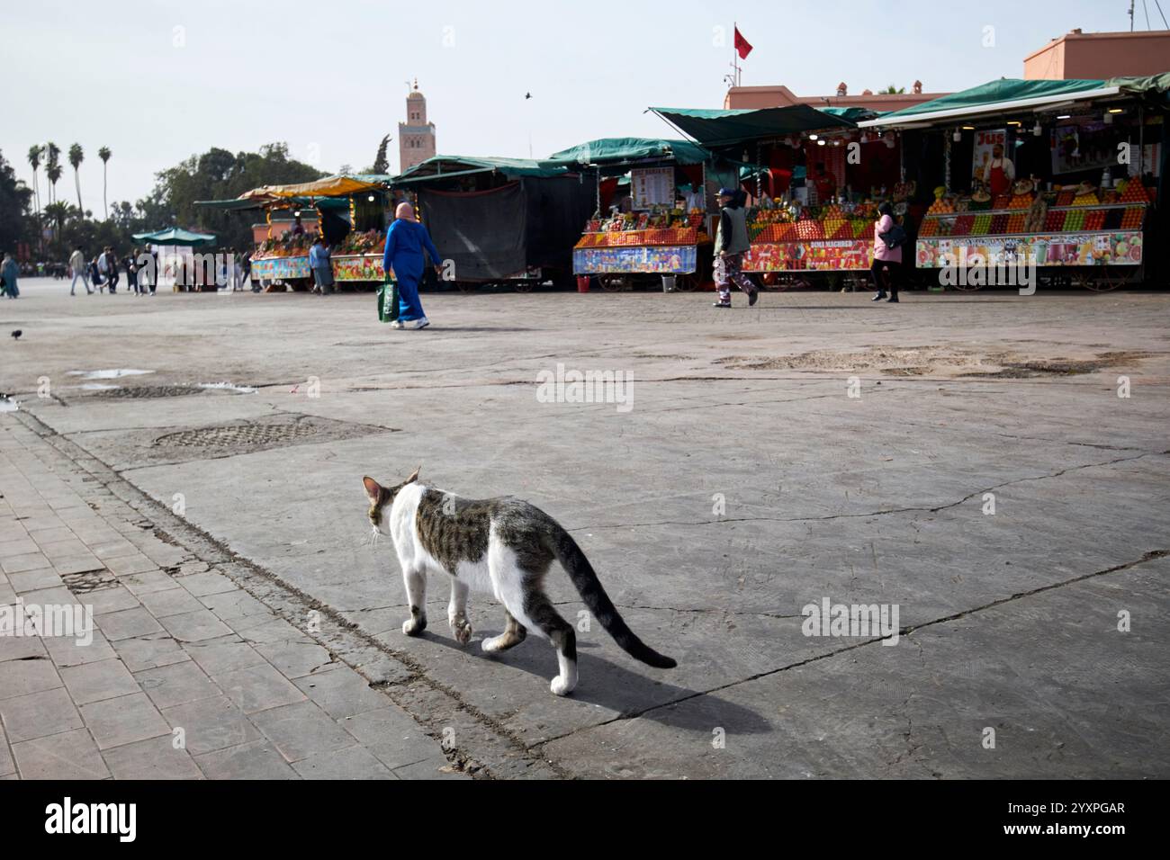 Cat walking the street hi-res stock photography and images - Alamy
