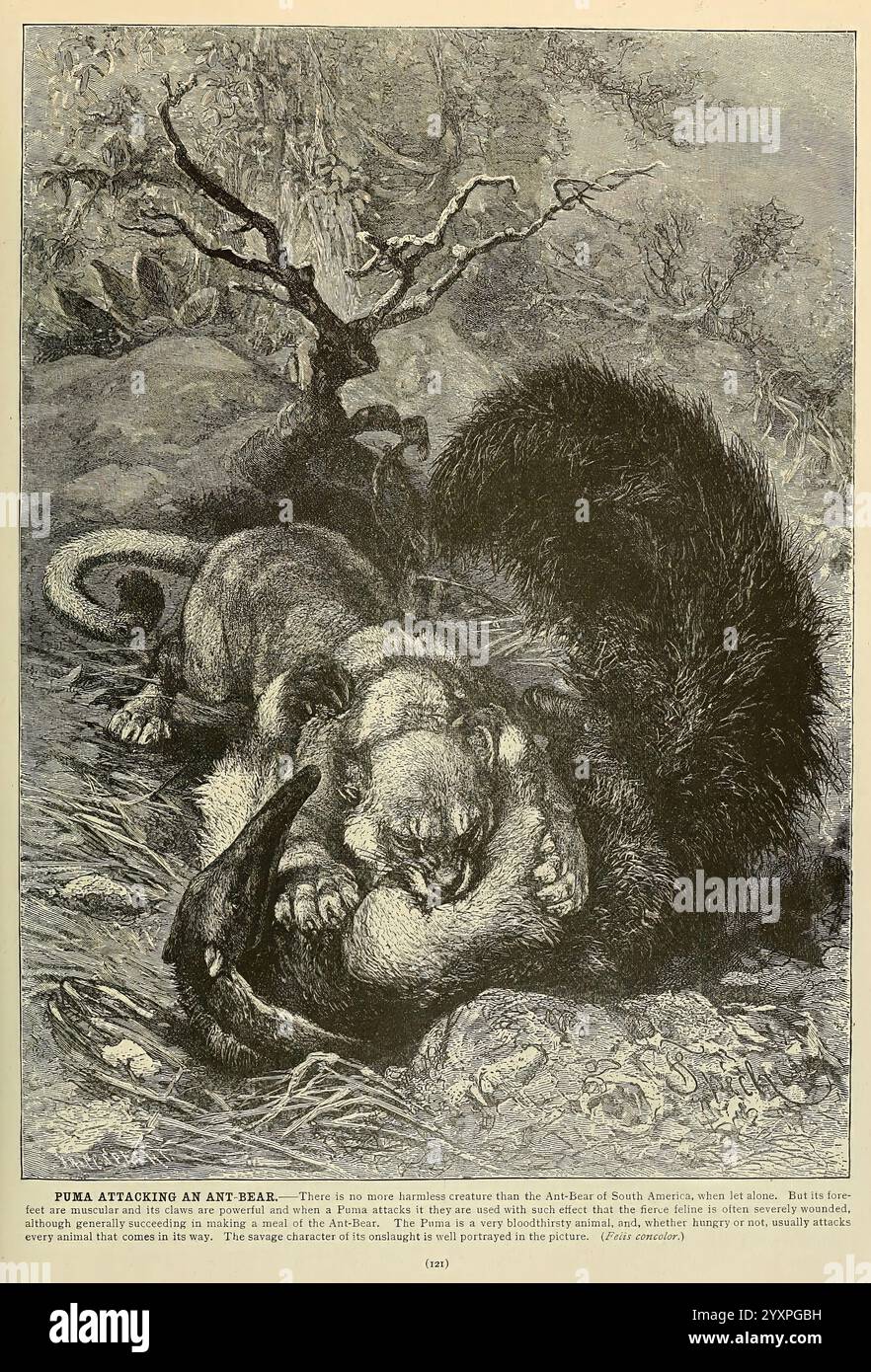 1895 puma mammals cougar mountain lion anteater giant anteater a hi-res ...