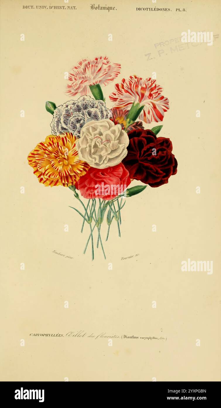 Striking red carnation hi-res stock photography and images - Alamy